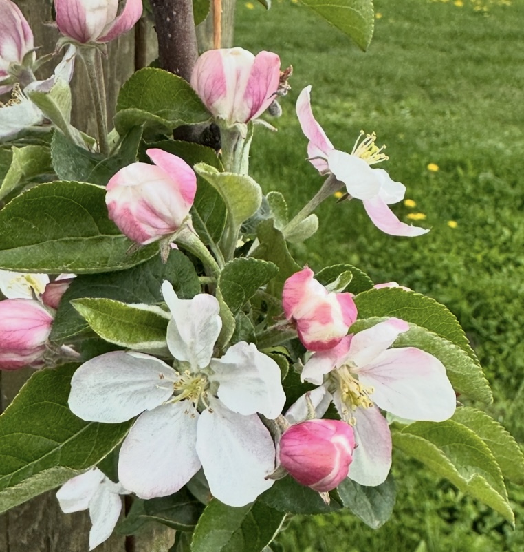 🌸Prime Apple Blossom Viewing Begins Tuesday May 6th!🌸 - Sunrise Orchards