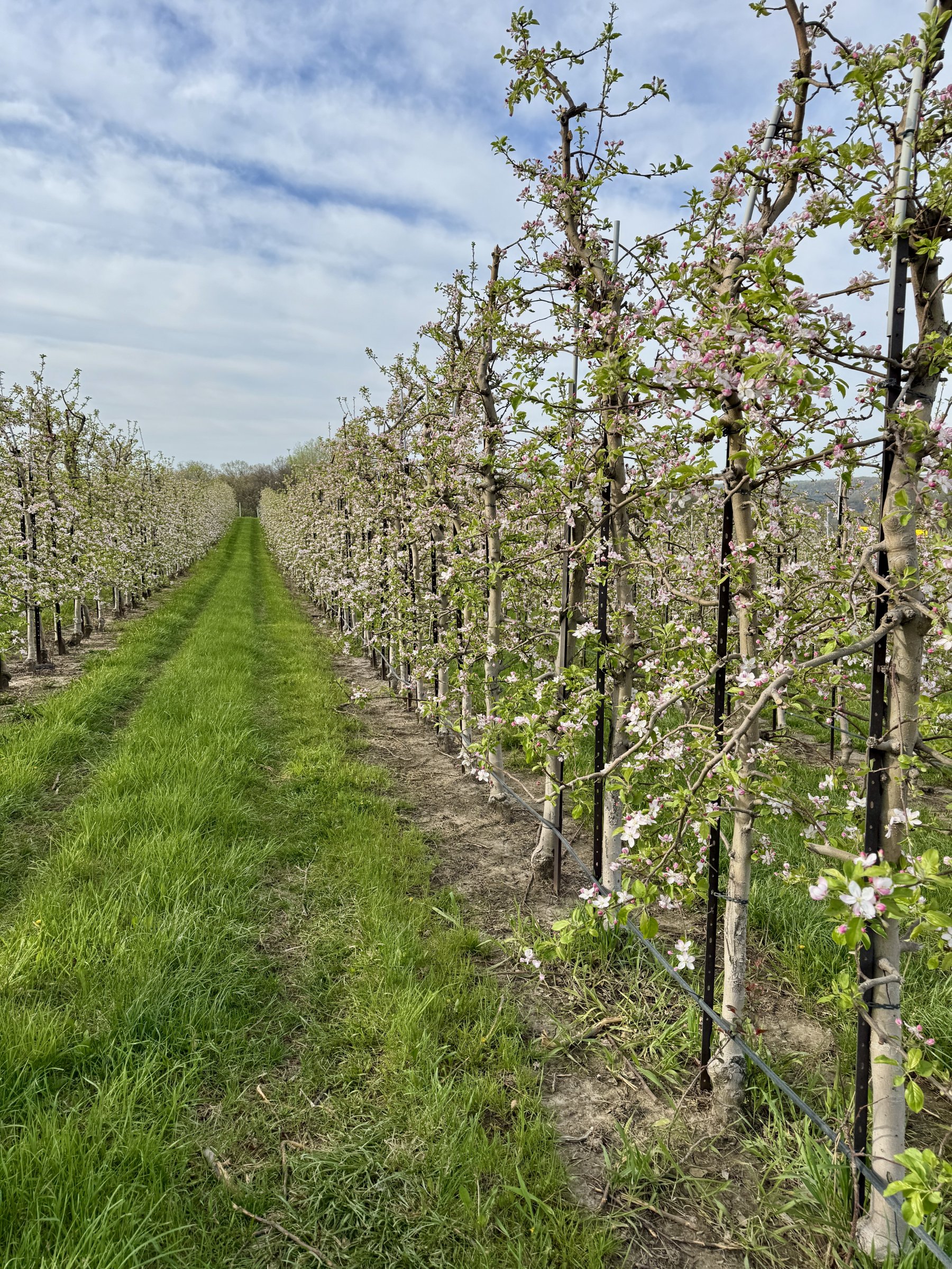 🌱🍎 Planting the Future, One Tree at a Time 🍎🌱 - Sunrise Orchards